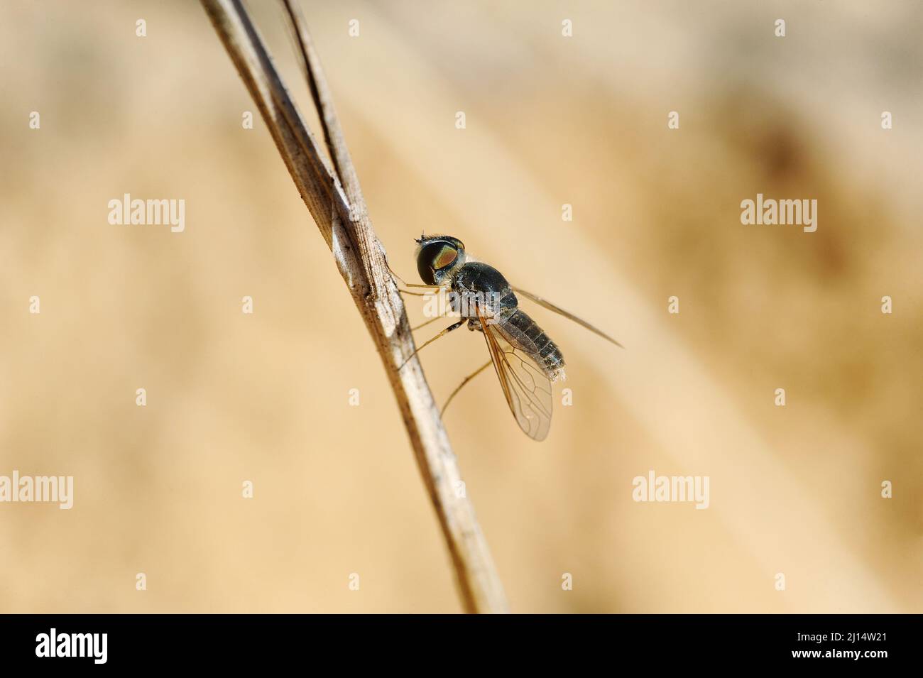 Closeup of the nature of Israel - black fly on a branch Stock Photo - Alamy