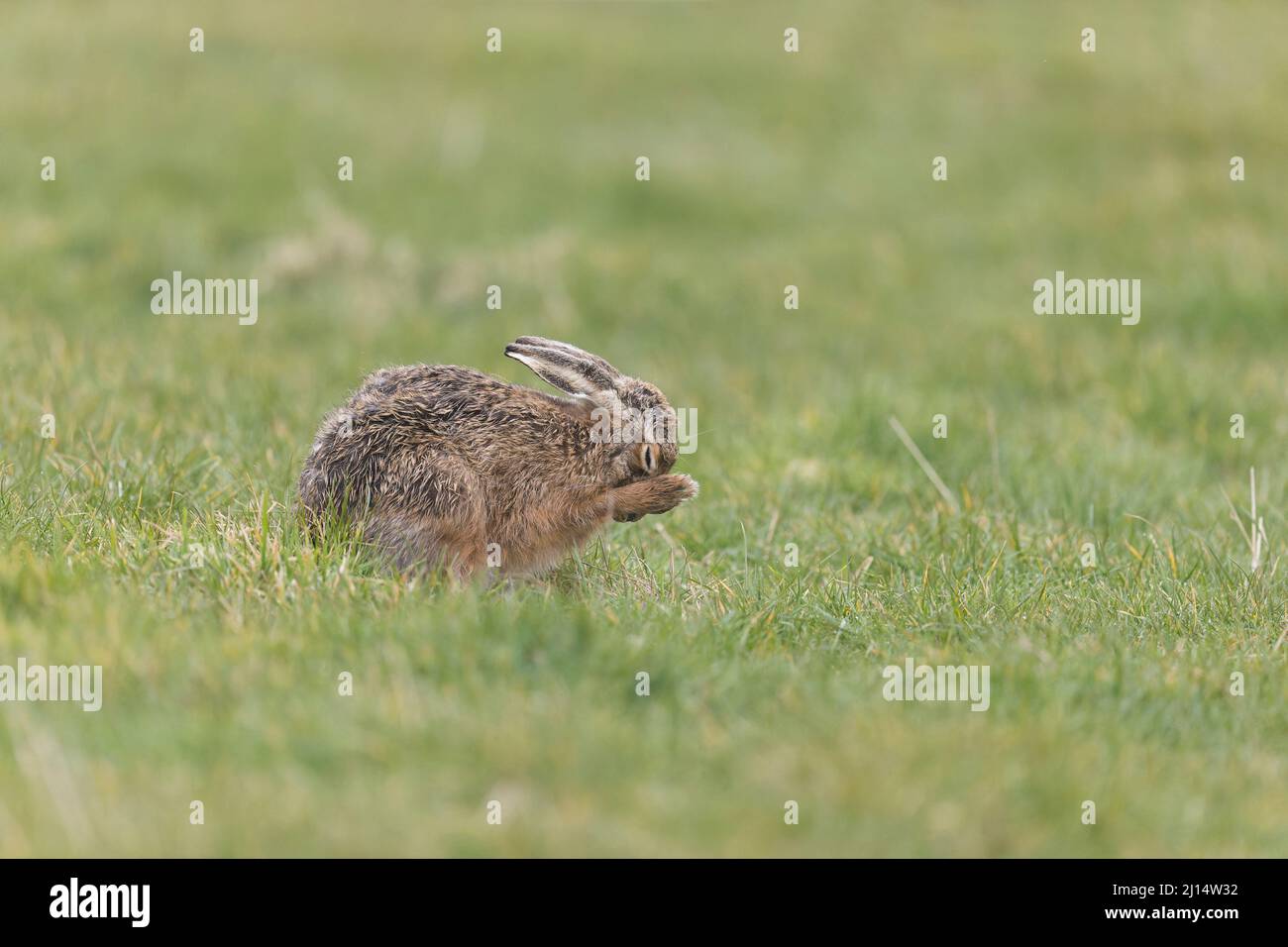 European Hare (Lepus europeaus) adult sitting in grass field, grooming ...