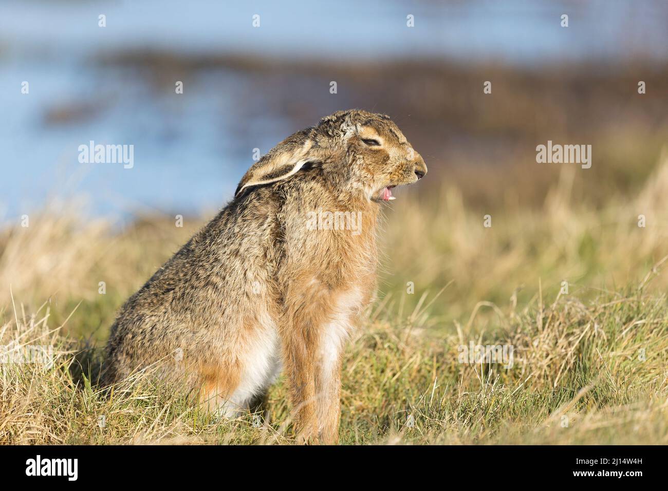 European Hare (Lepus europeaus) adult sitting, yawning, Suffolk ...