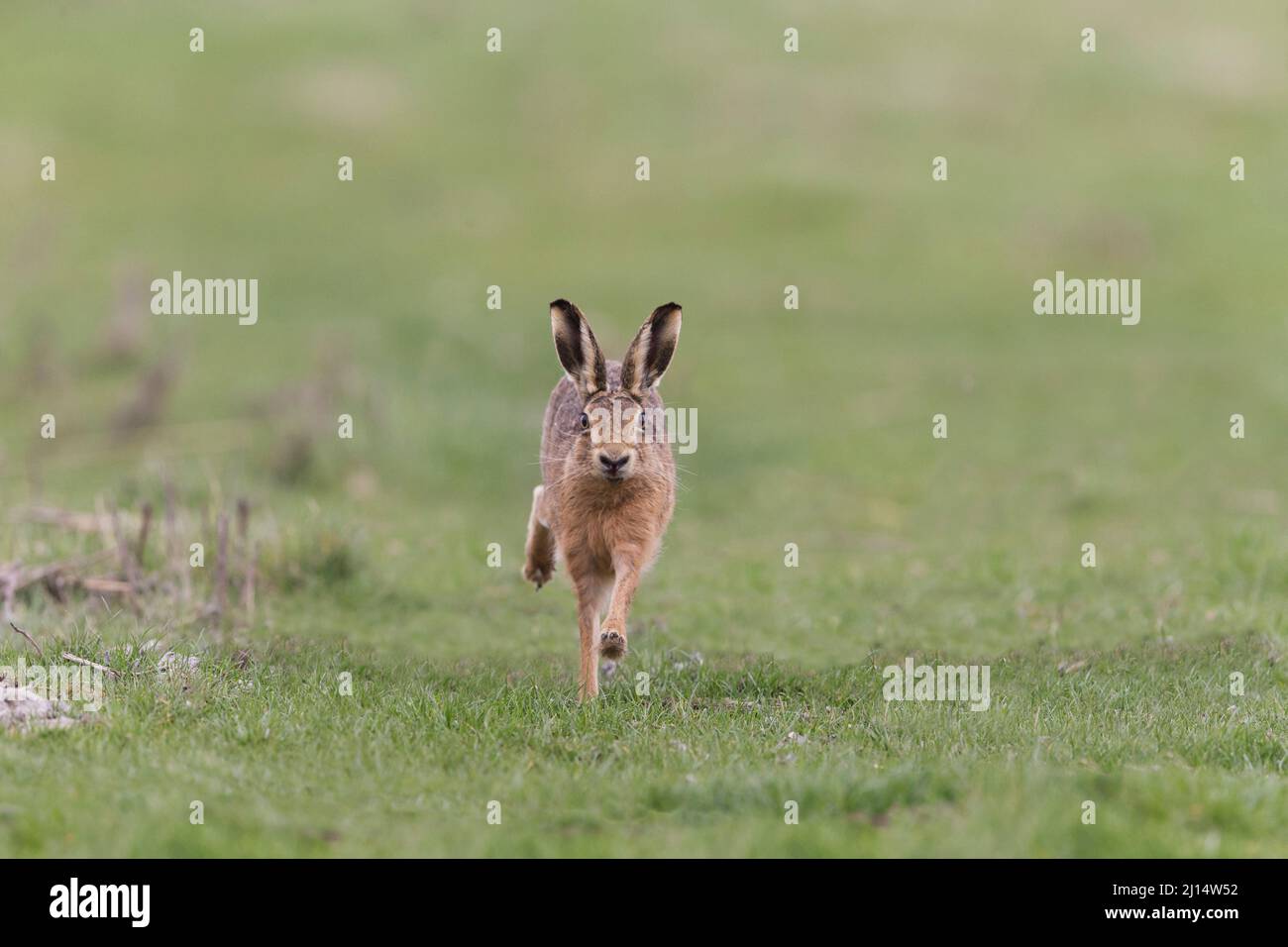 European Hare (Lepus europeaus) adult running in grass field, Suffolk ...