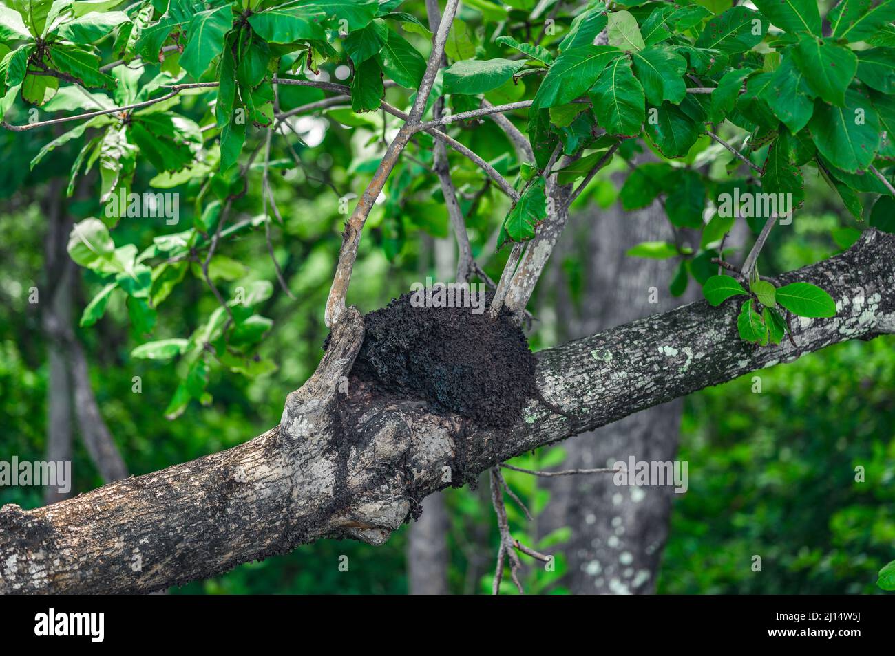 Photo shows a tree trunk in the wild jungle. There is a termite mound ...