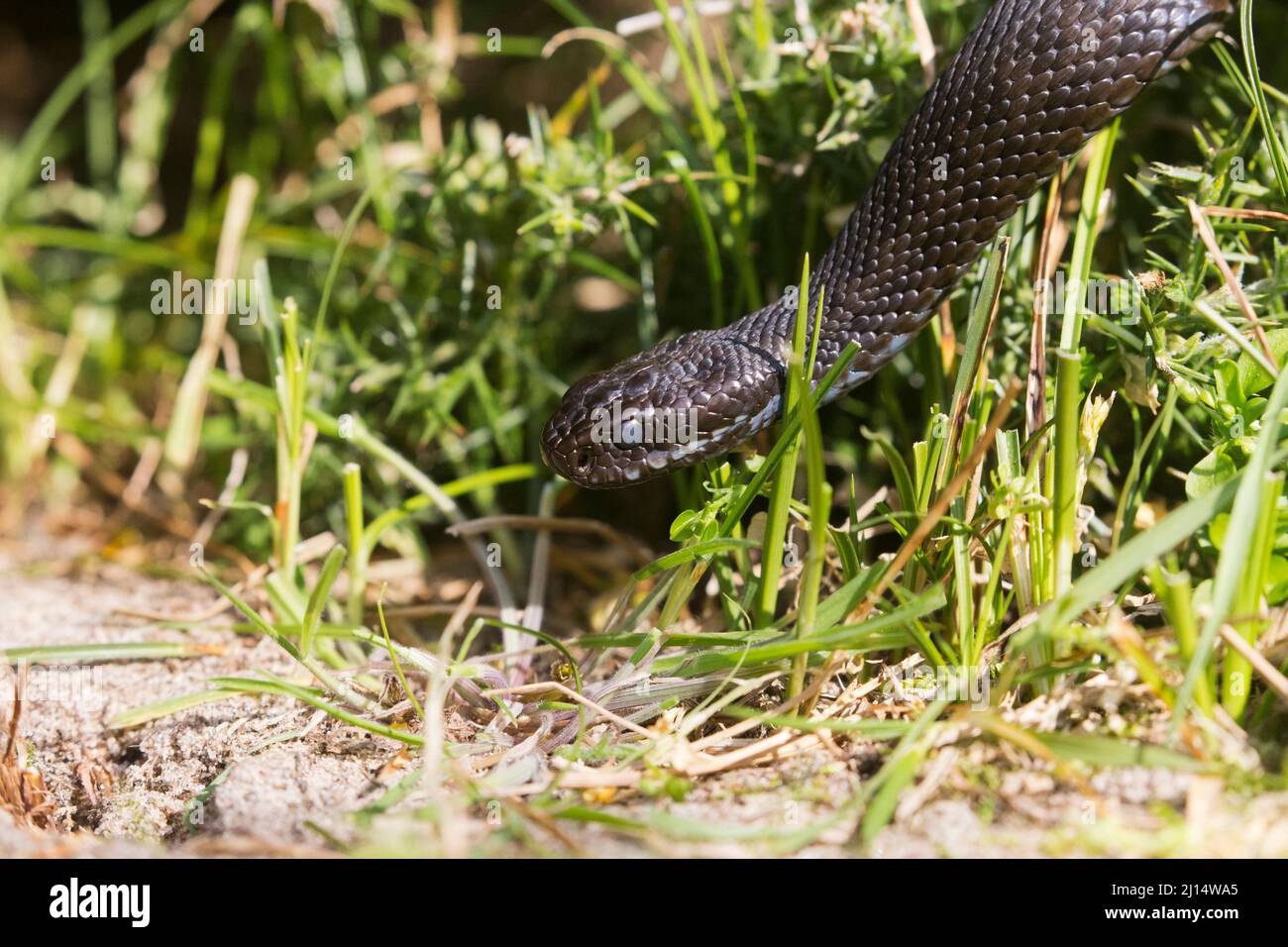 European adder Vipera berus, adult male black form, moving through ...