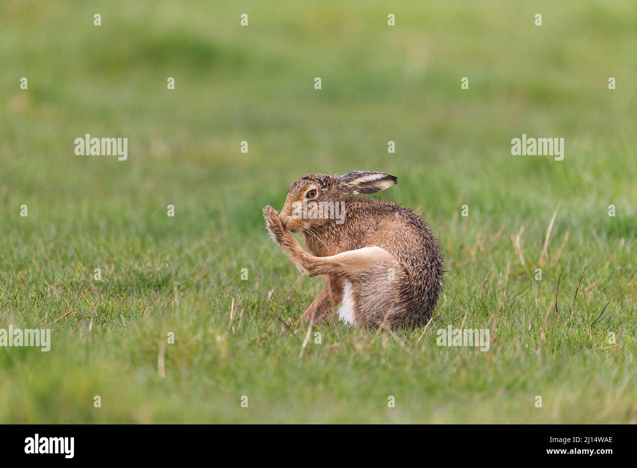 European Hare (Lepus europeaus) adult grooming, licking hind foot after ...