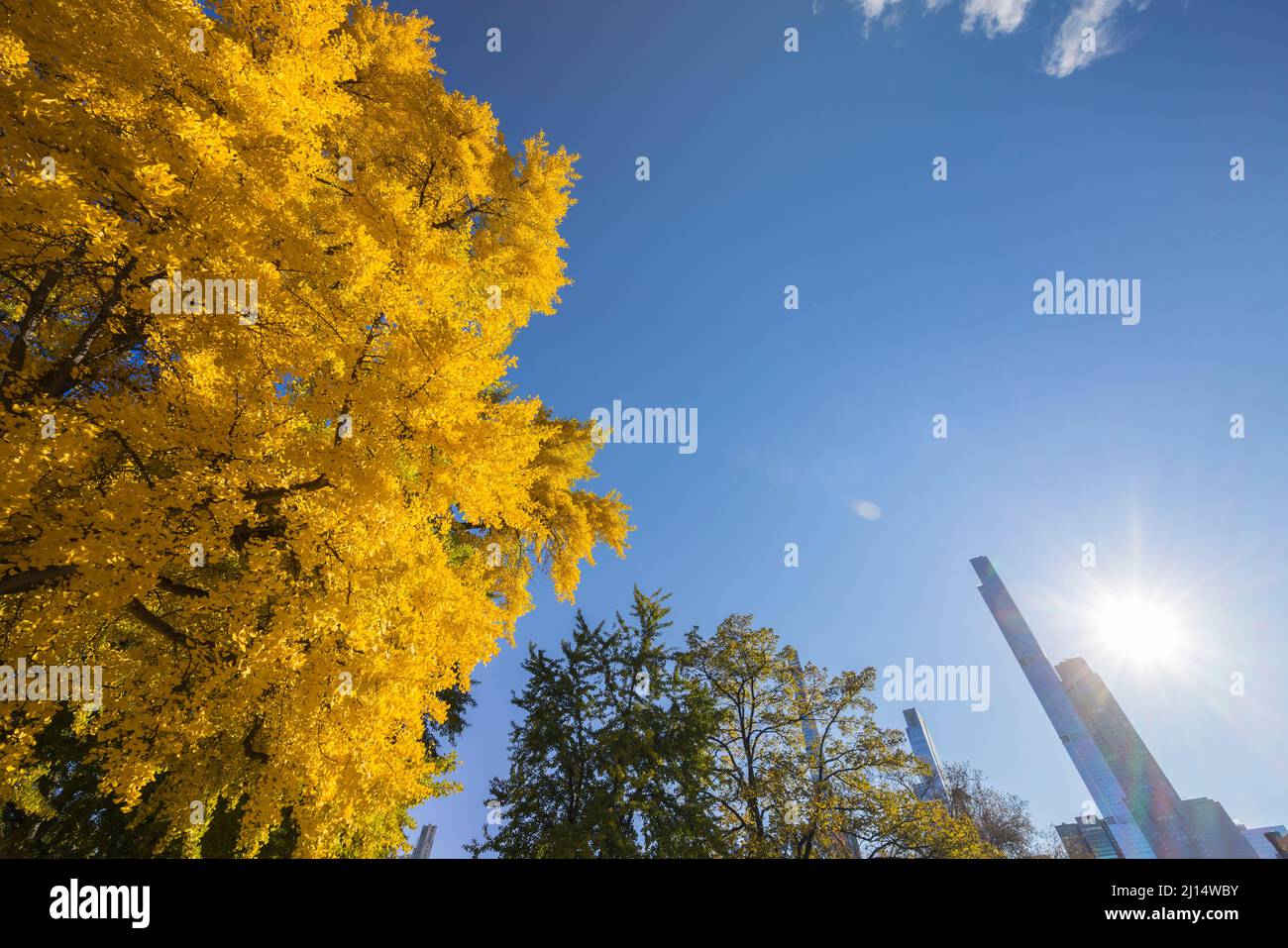 Autumn leaf color trees glow in Central Park NYC 2021 Stock Photo - Alamy