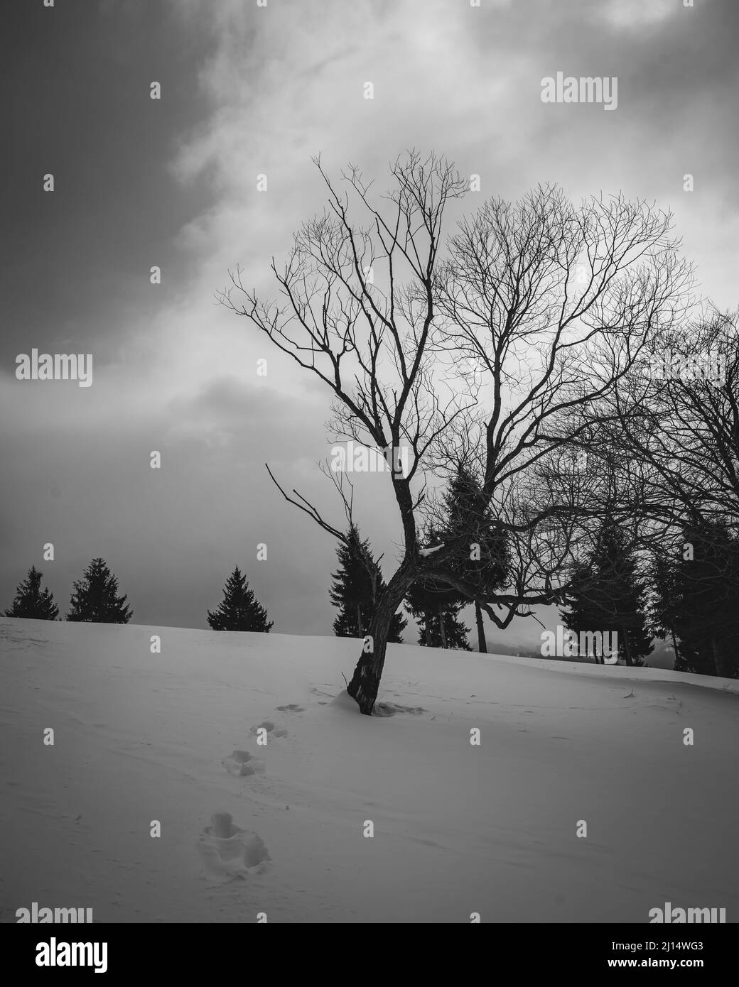 Grayscale shot of a dry leafless dead tree in the mountains on a cold ...
