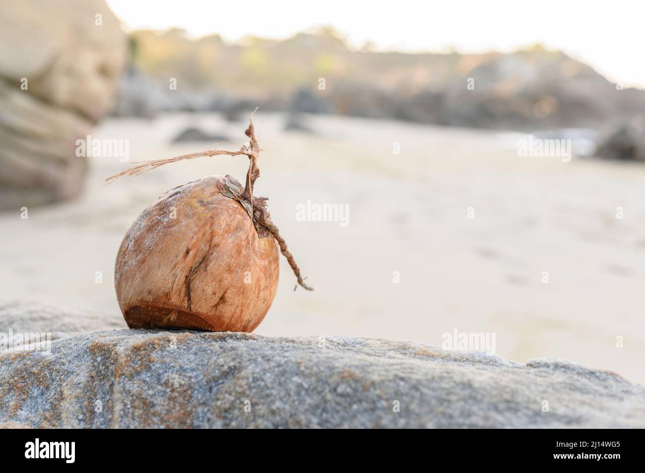 Closeup of a coconut on a rock at the beach during the sunrise Stock ...