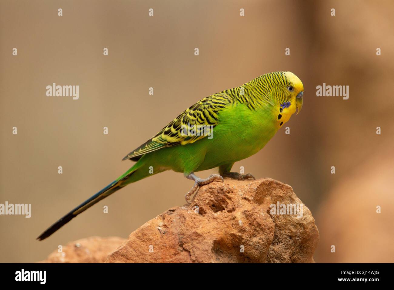 a single green and yellow Budgerigar (Melopsittacus undulatus) standing ...