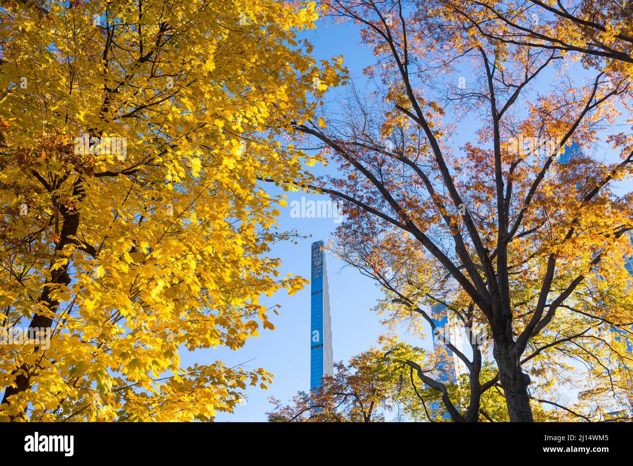 Autumn leaf color trees glow in Central Park NYC 2021 Stock Photo - Alamy