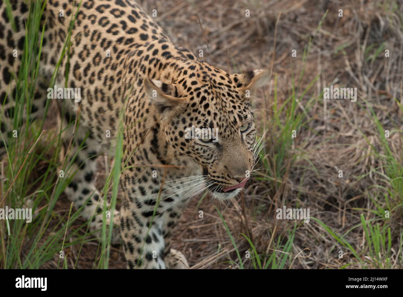 A close-up of a leopard walking through bushes in Pilanesberg national ...