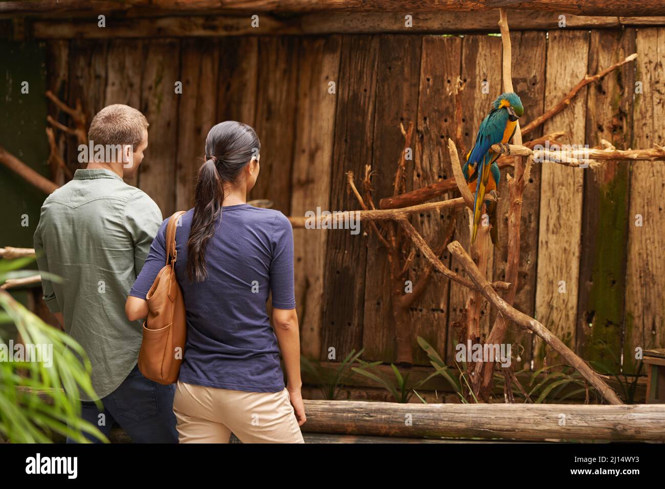 Observing bird life. A young couple looking at birds in a zoo Stock ...