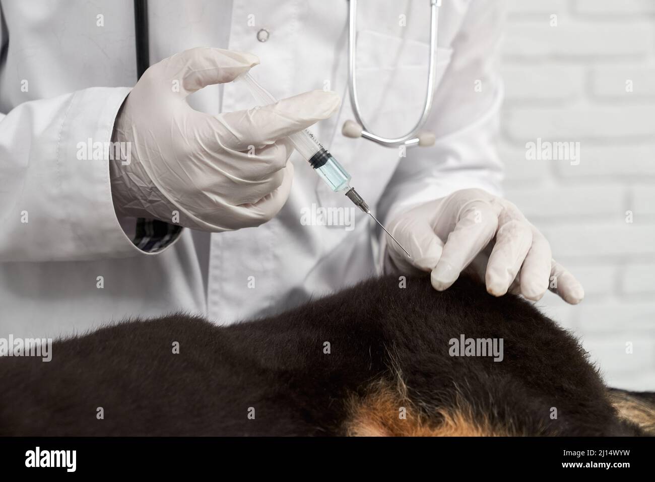 Close up of vet in white latex gloves giving injection to dog on white ...