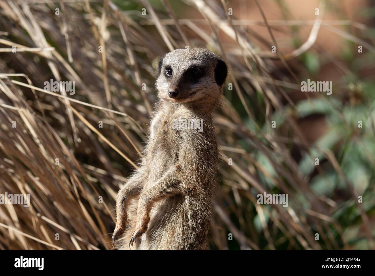Slender tailed meerkat (Suricata suricatta) a slender tailed meerkat ...