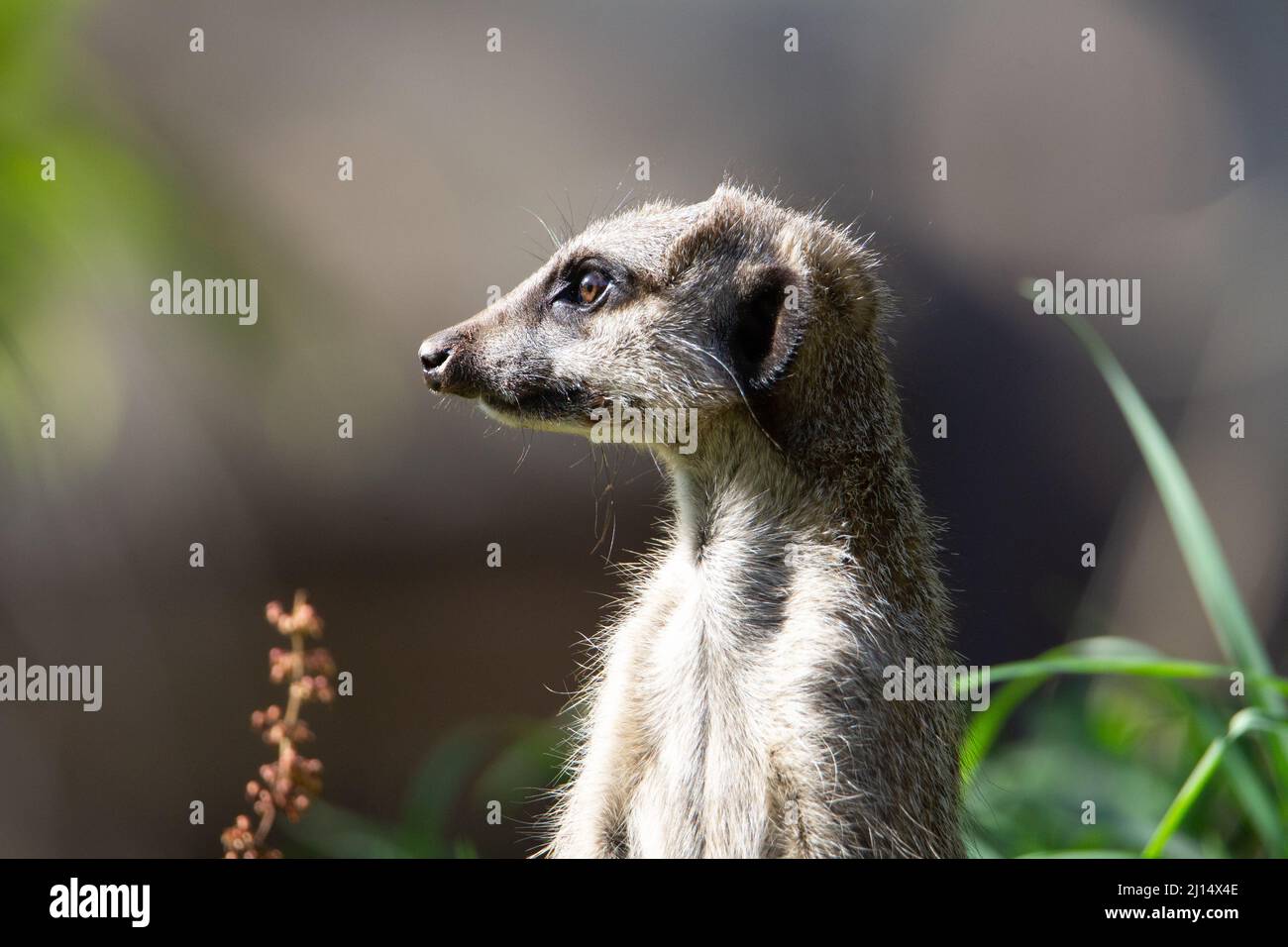 Slender tailed meerkat (Suricata suricatta) a slender tailed meerkat ...