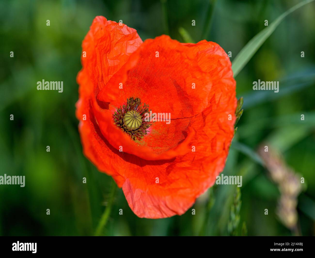 Red flowering poppy close up in a green field Stock Photo - Alamy