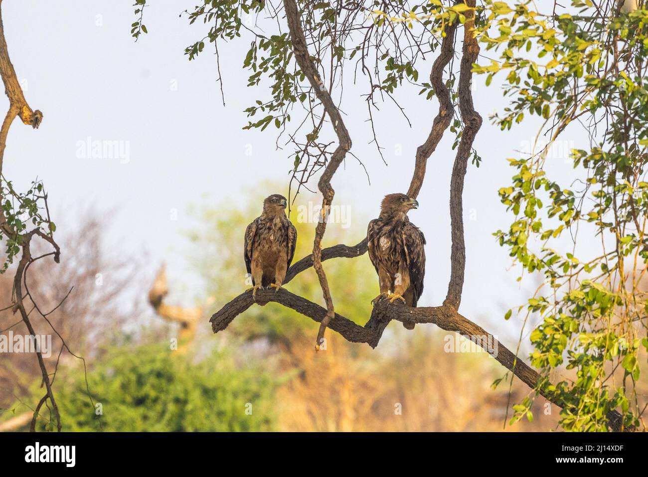 Two falcons hi-res stock photography and images - Alamy