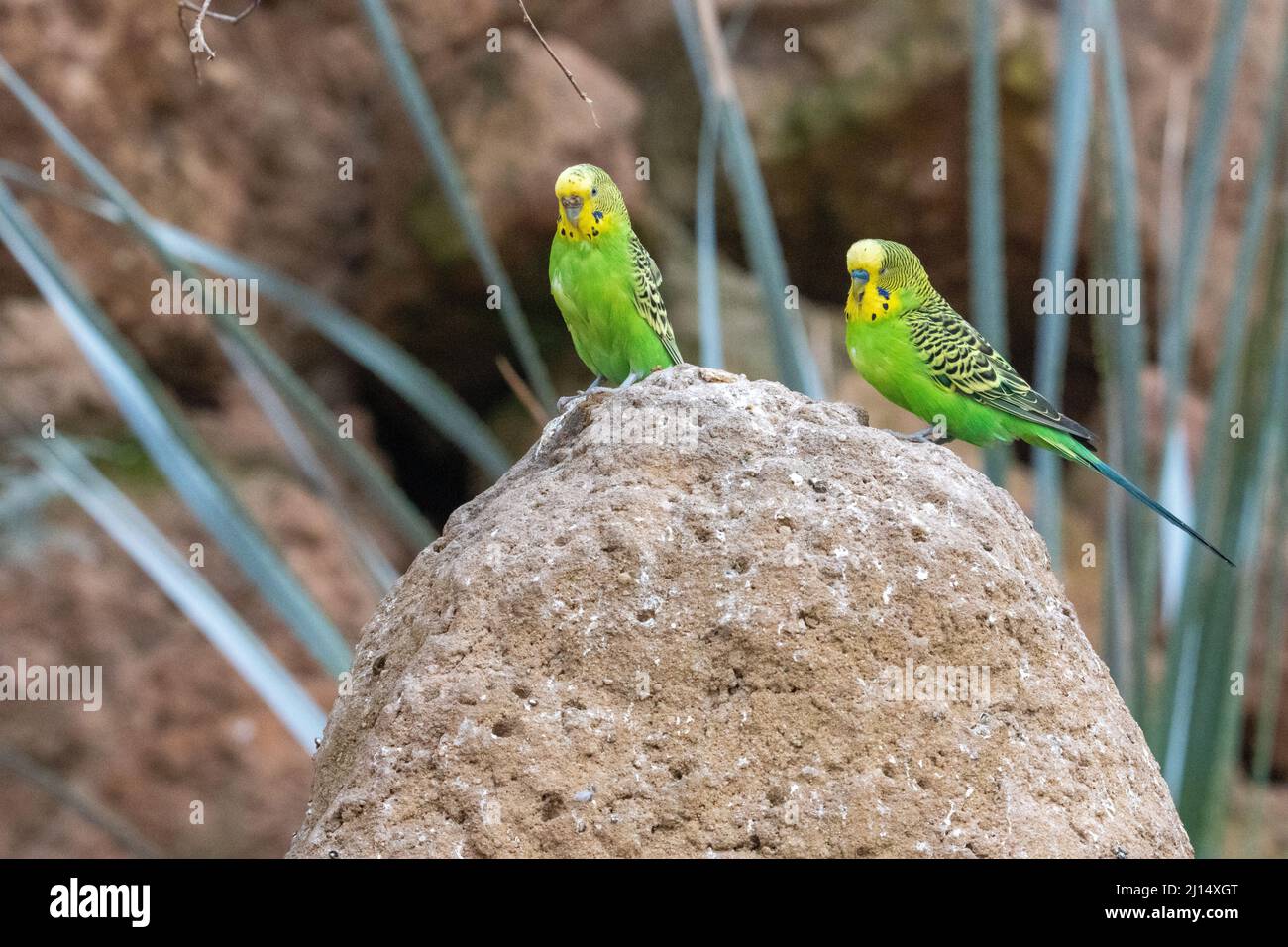 two green and yellow Budgerigar (Melopsittacus undulatus) perched on a ...