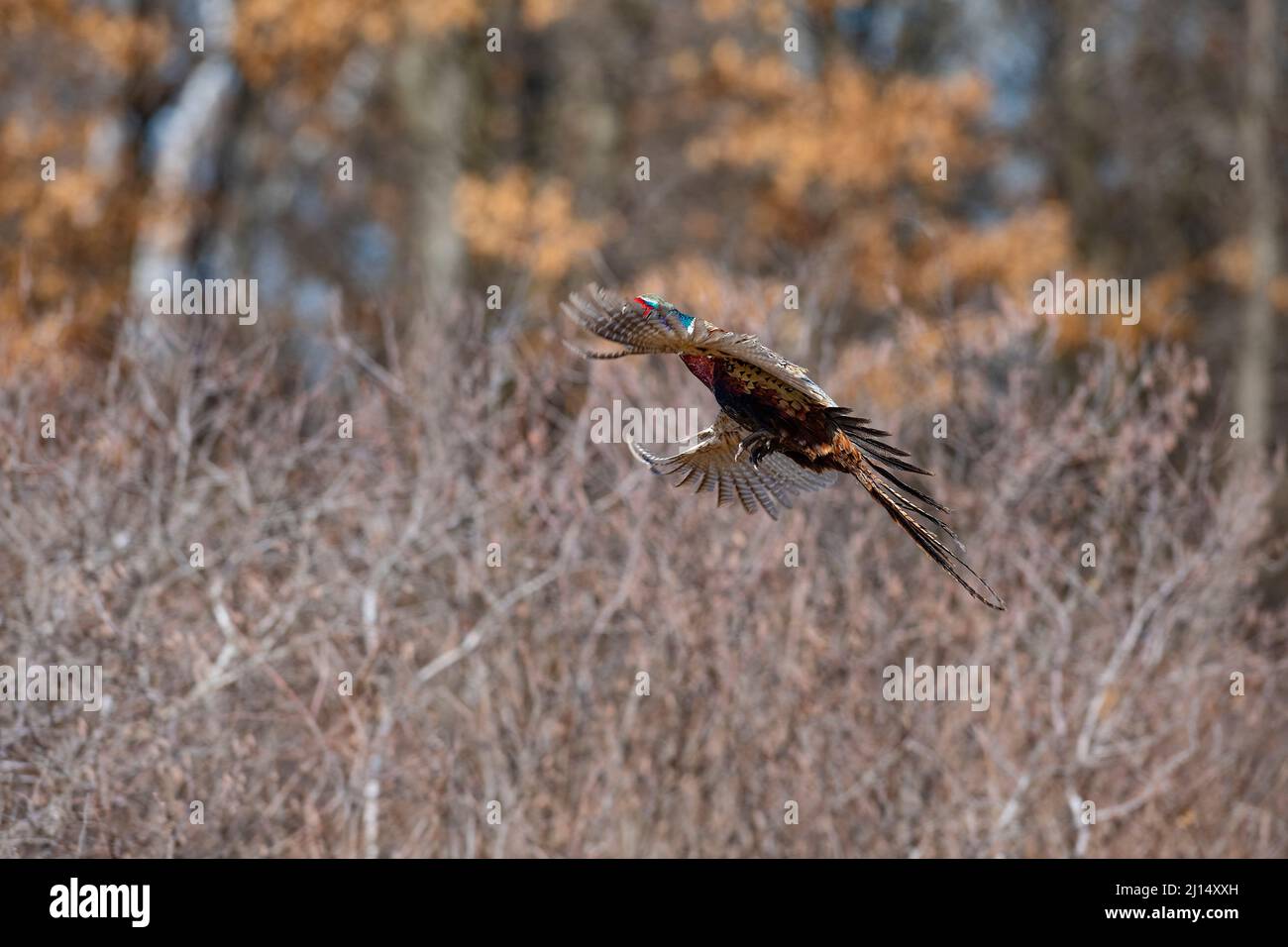 Pheasant in flight flying hi-res stock photography and images - Alamy