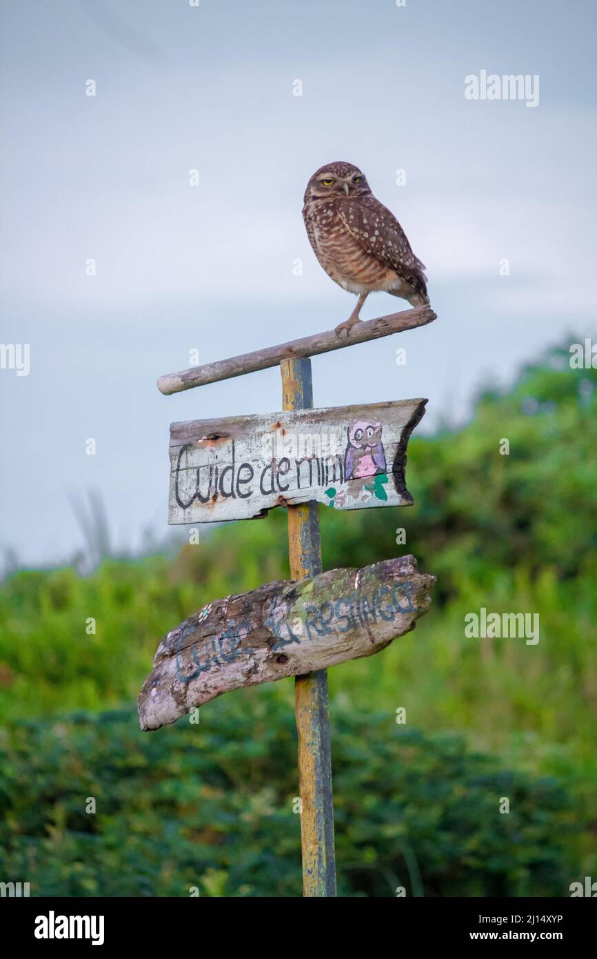 Vertical shot of a burrowing owl sitting on the wooden road sign Stock ...