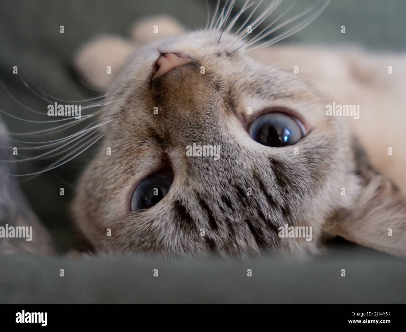 A lynx point siamese kitten looks at the camera while rolling on her ...