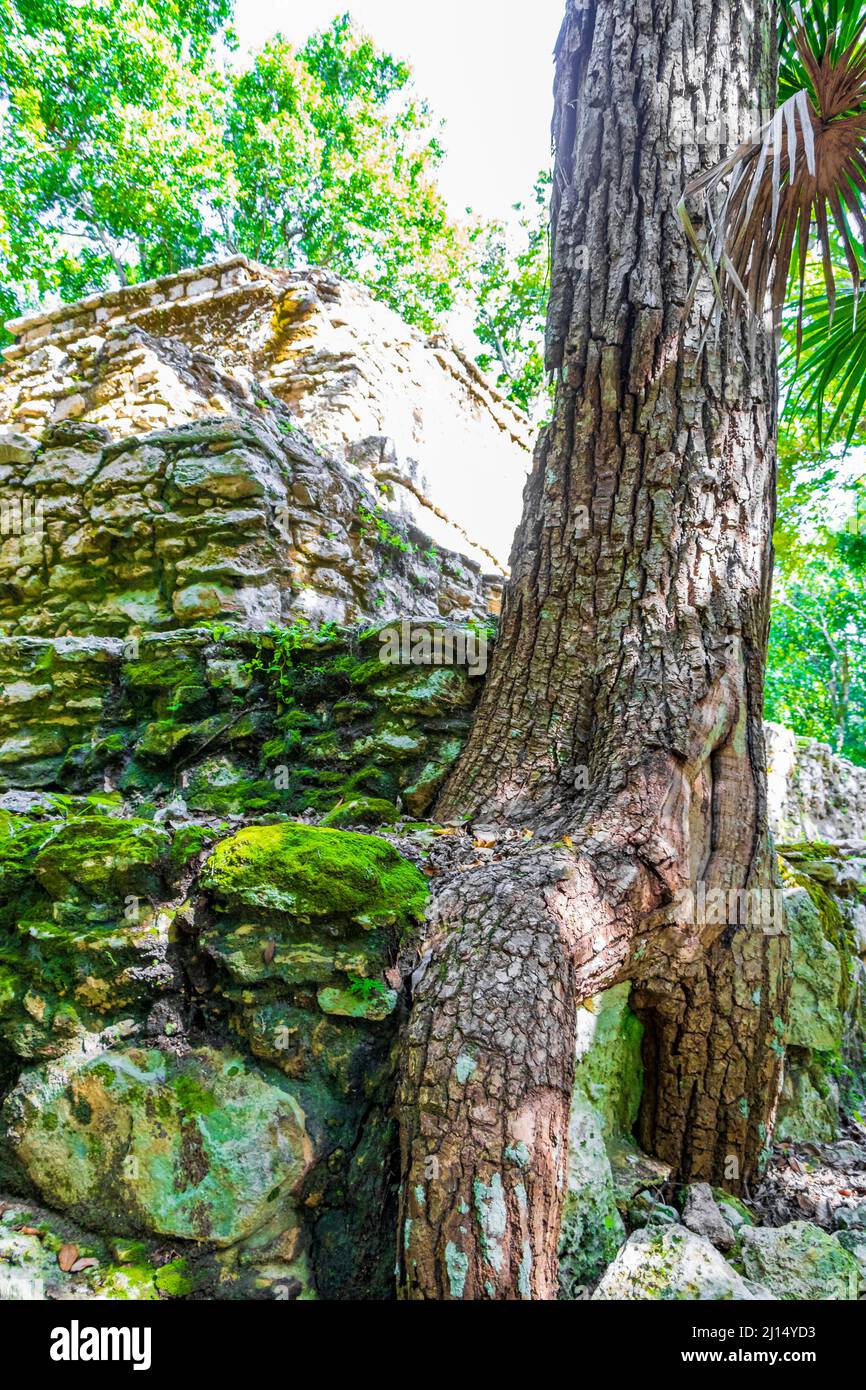 Tree roots grow through stones at the ancient Mayan site with temple ...