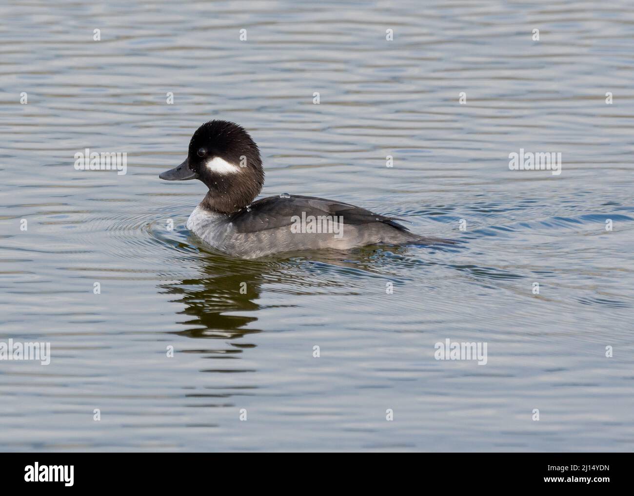 A female bufflehead (Bucephala albeola) duck swims in Malibu Lagoon ...