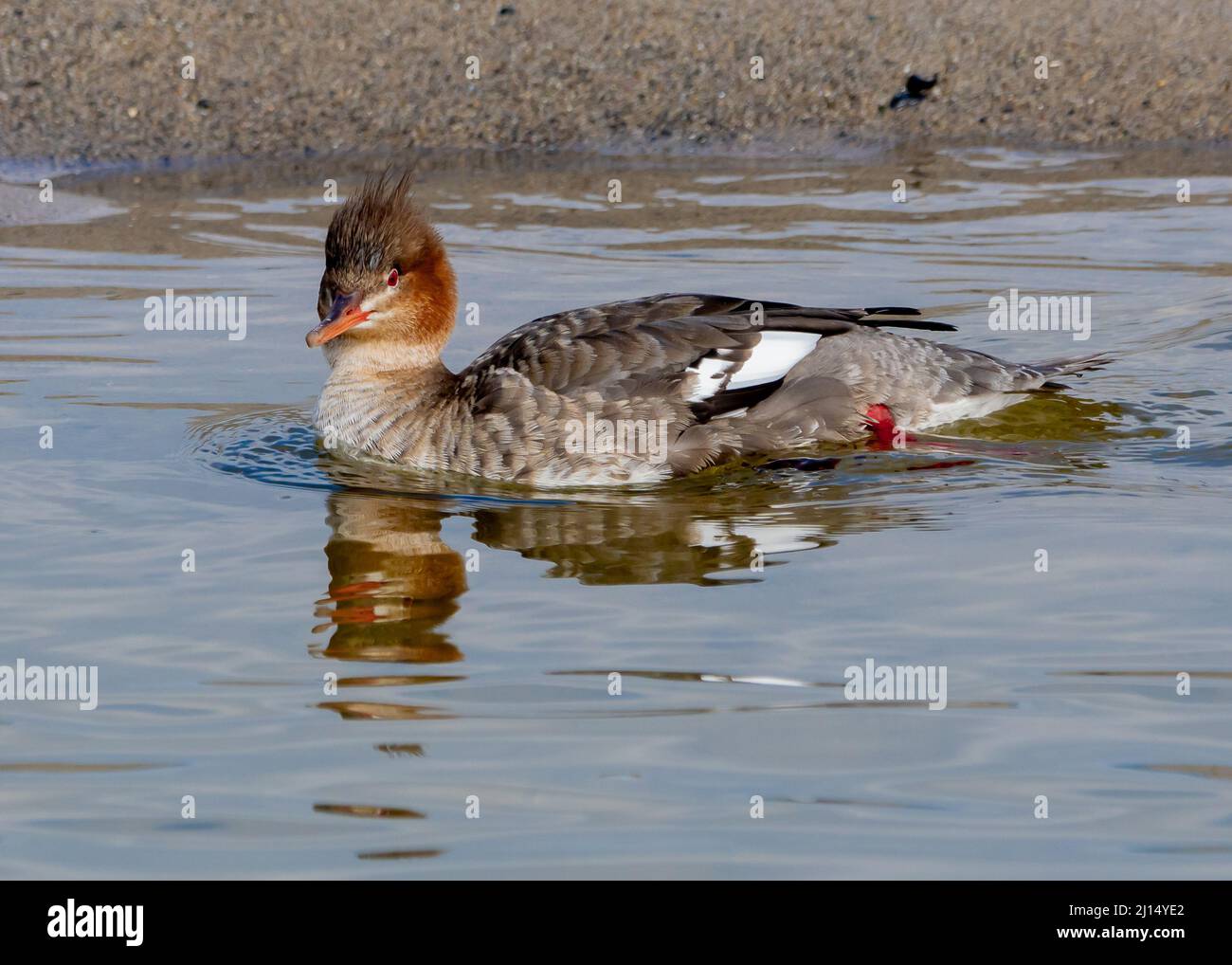 Female common merganser swims hi-res stock photography and images - Alamy