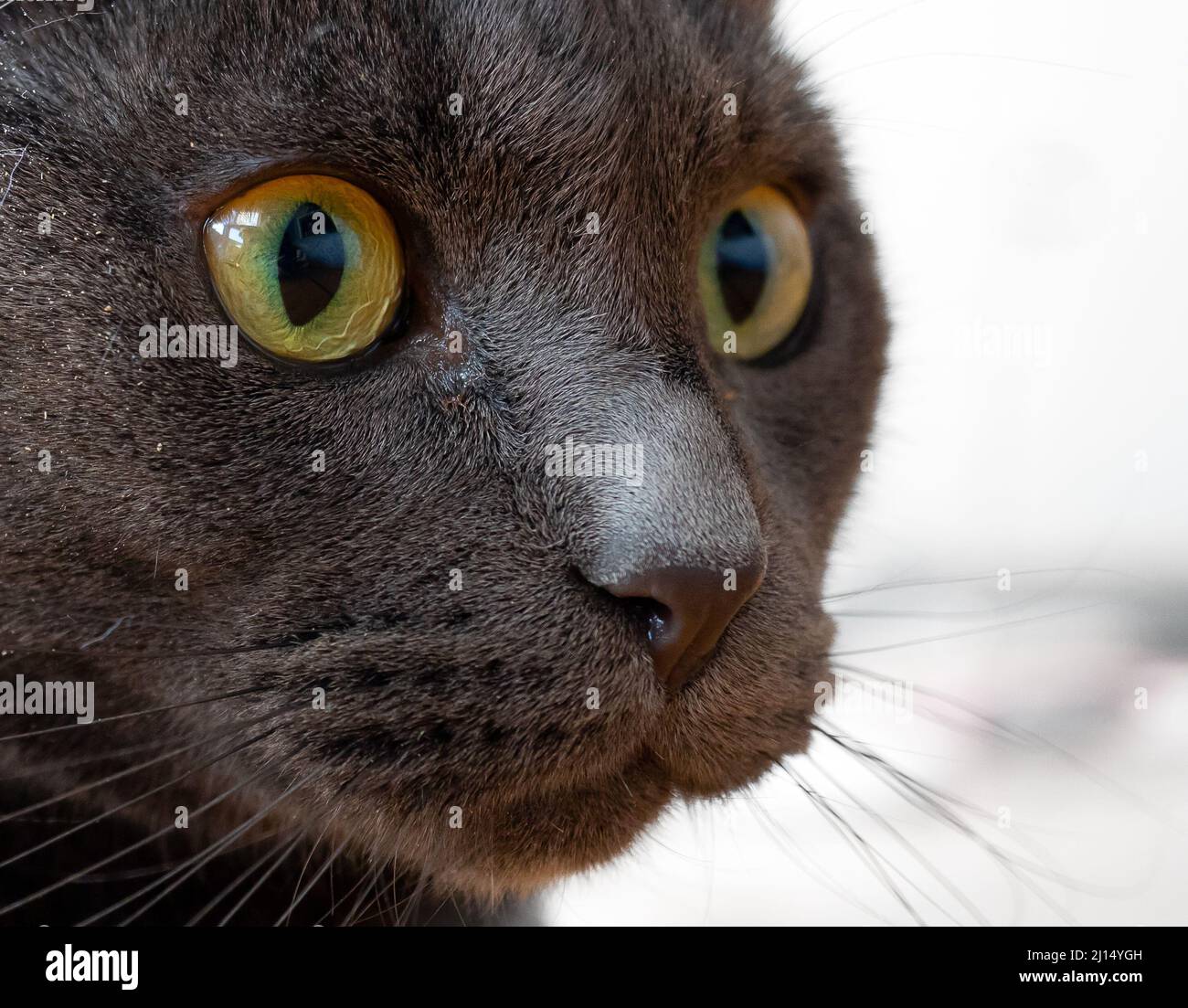 A close up shot of a Russian Blue cat's face Stock Photo - Alamy