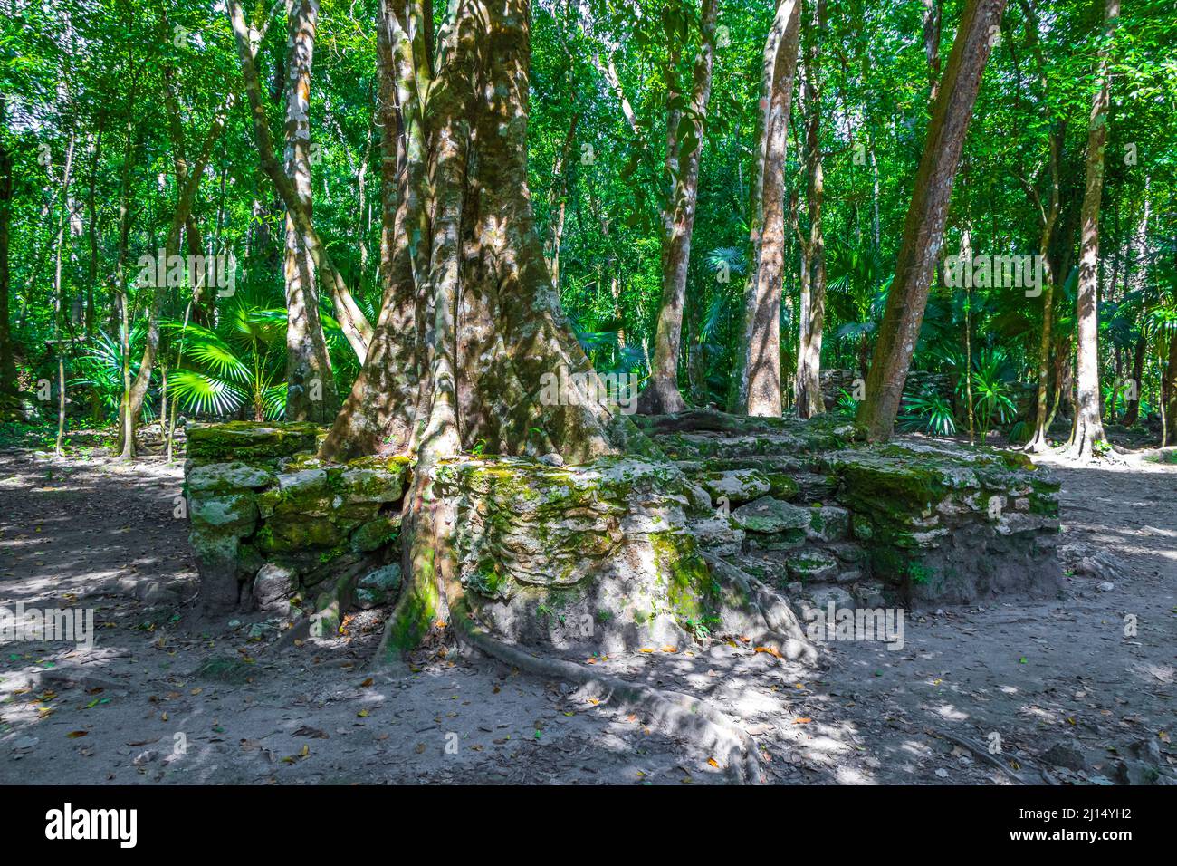Tree roots grow through stones at the ancient Mayan site with temple ...