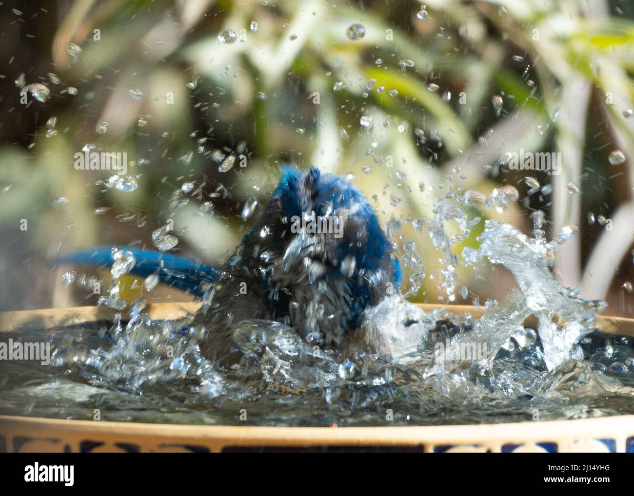 A western scrub jay (Aphelocoma californica) having a good time in a ...