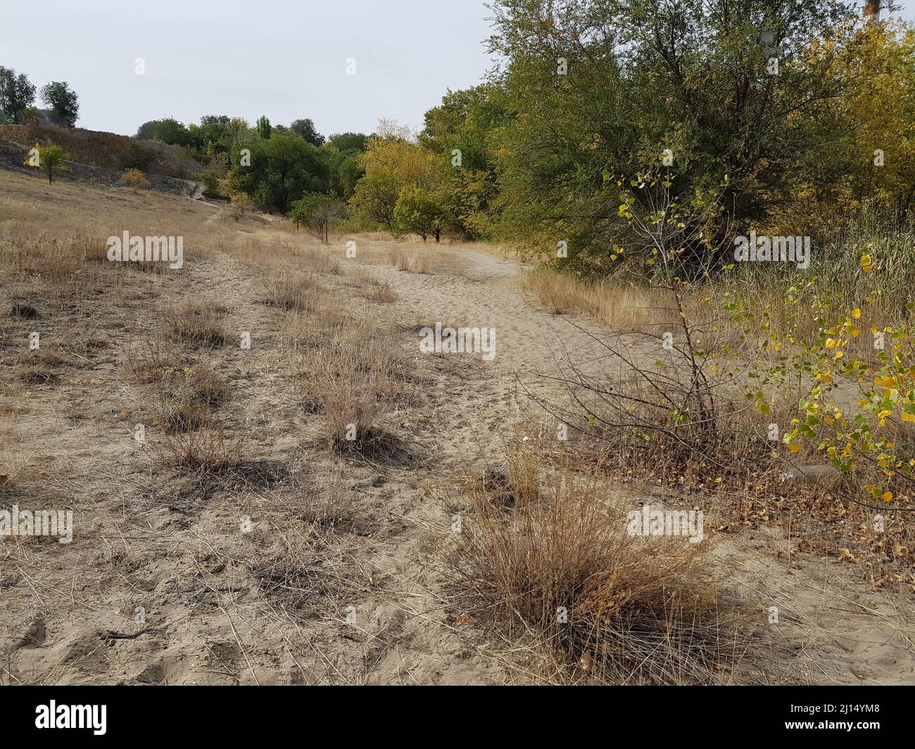 Autumn tranquil view with sandy path through the fields Stock Photo - Alamy