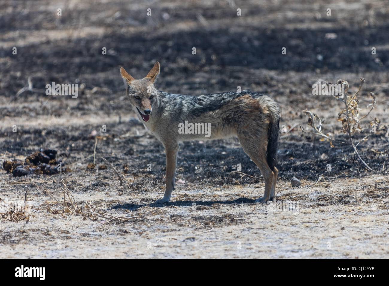 Shot of single coyote spotted in Namibia Wildlife Safari, Africa Stock ...