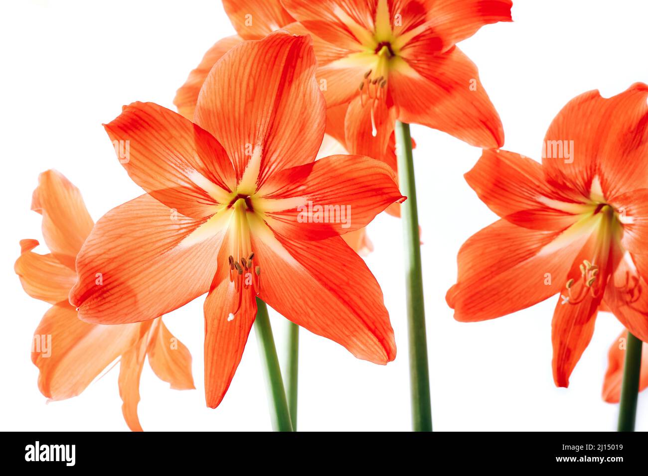 Rutilum hi-res stock photography and images - Alamy