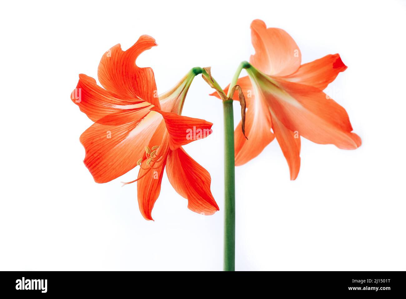 Beautiful garden full blooming Cut Out Stock Images & Pictures - Alamy