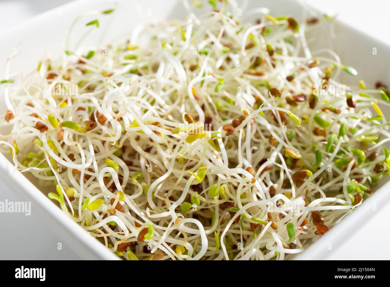 Macro photo of healthy fresh homegrown Alfalfa or Lucerne Medicago ...