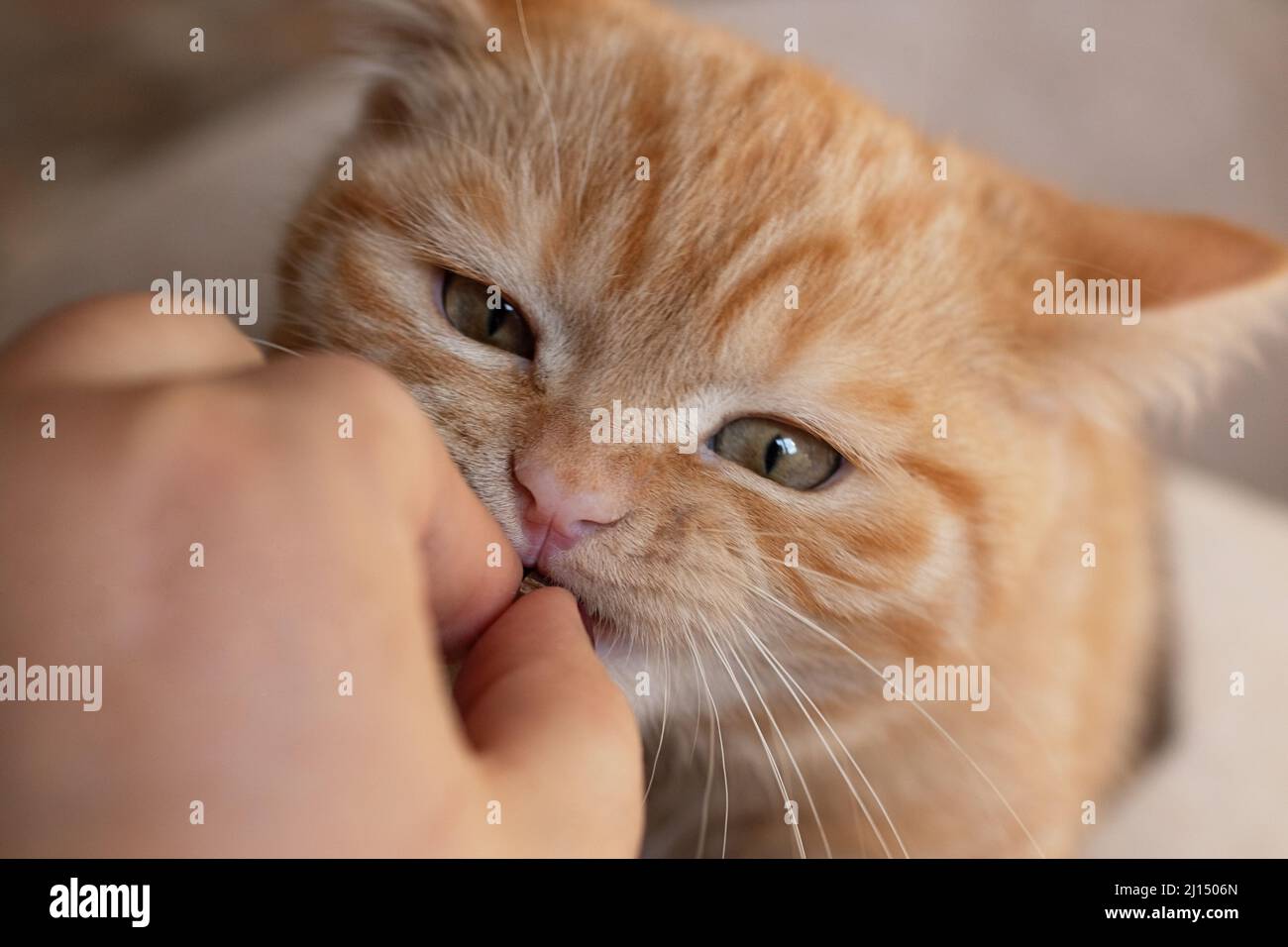 Funny cat try to bite his owner by the hand Stock Photo - Alamy