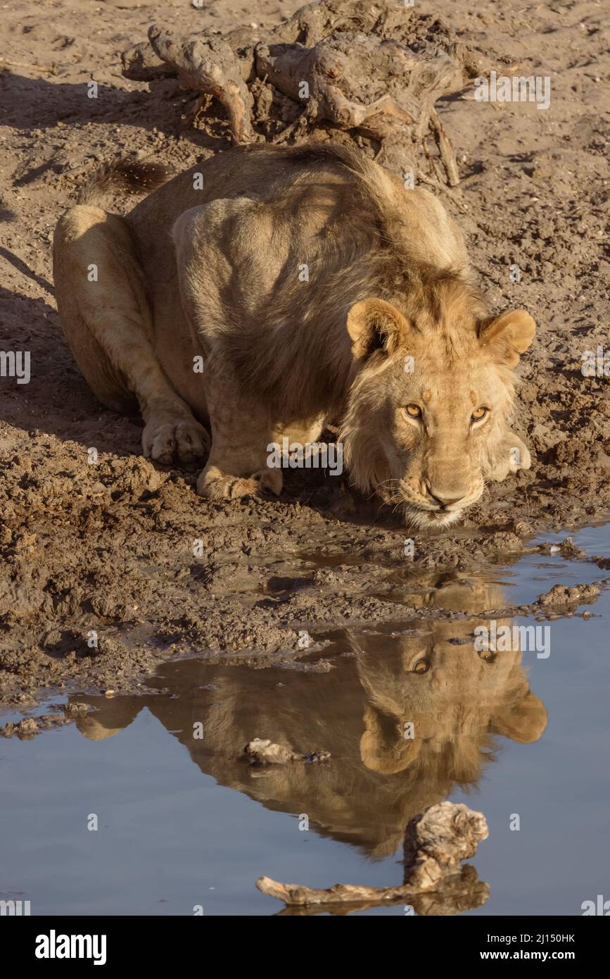 Shot of an African lion young male drinking from pond in Namibia ...