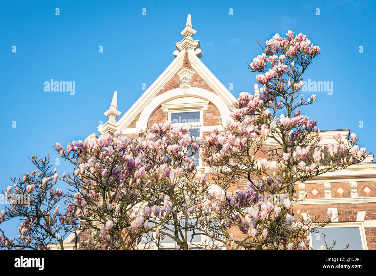 Magnolia tree in front garden hi-res stock photography and images - Alamy