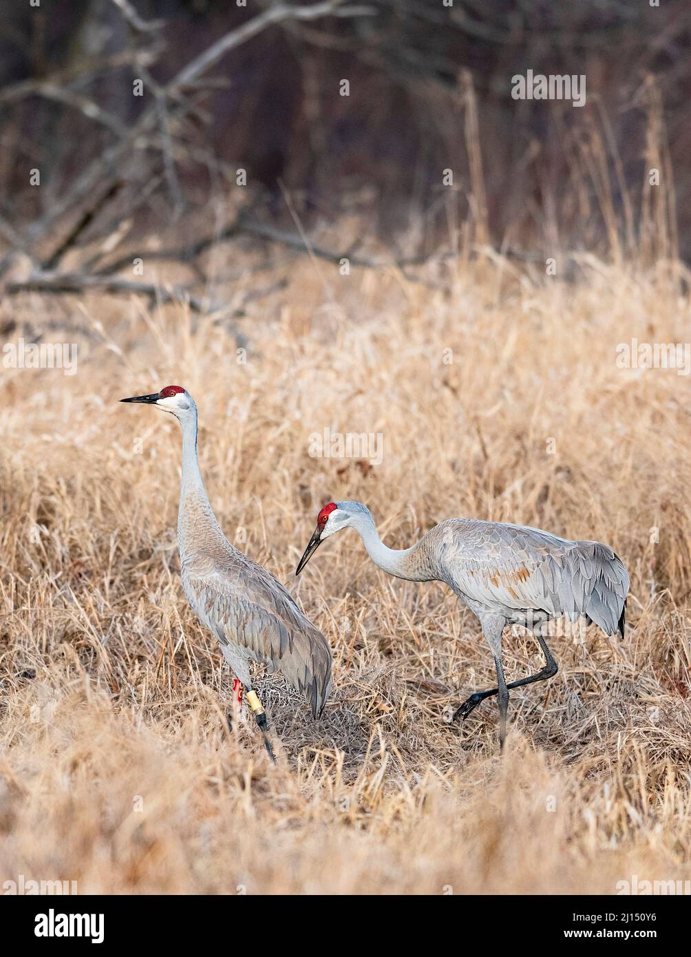 Sandhill Cranes in the spring on a Minnesota Wetland Stock Photo - Alamy