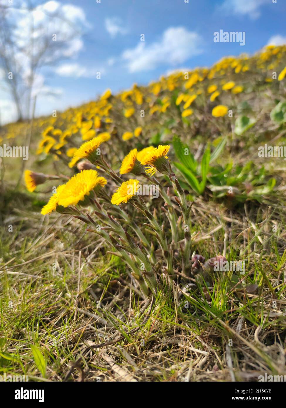 Wildflower slope hi-res stock photography and images - Alamy