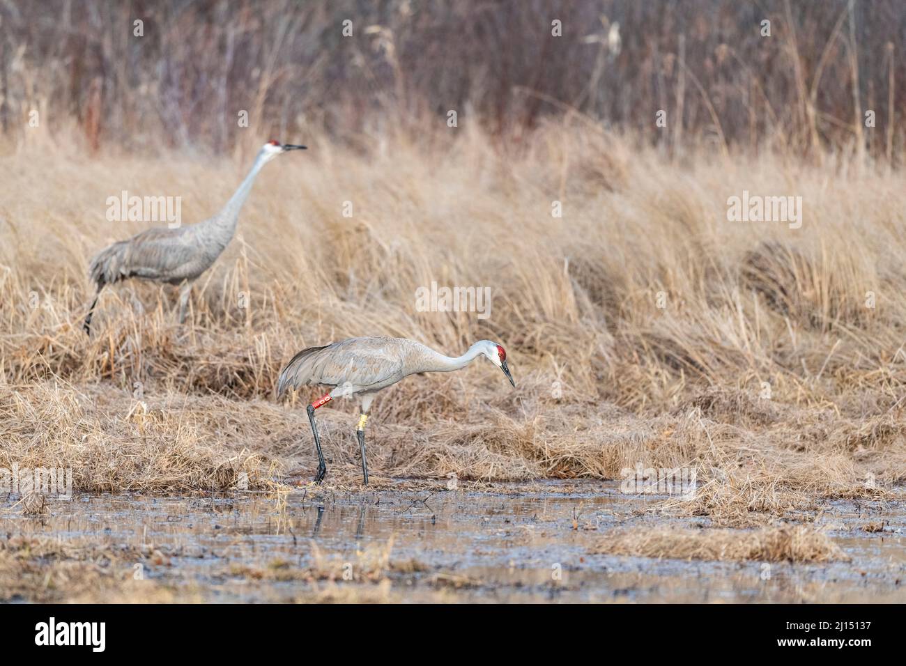 Sandhill Cranes in the spring on a Minnesota Wetland Stock Photo - Alamy
