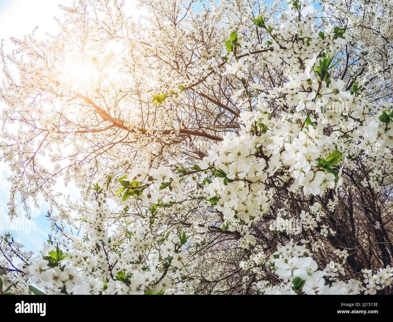 Fantastic apple orchard is illuminated by sunlight. Fruit tree in april ...