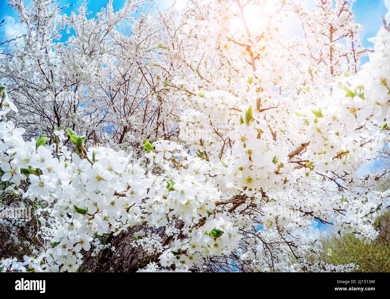 Fantastic apple orchard is illuminated by sunlight. Fruit tree in april ...