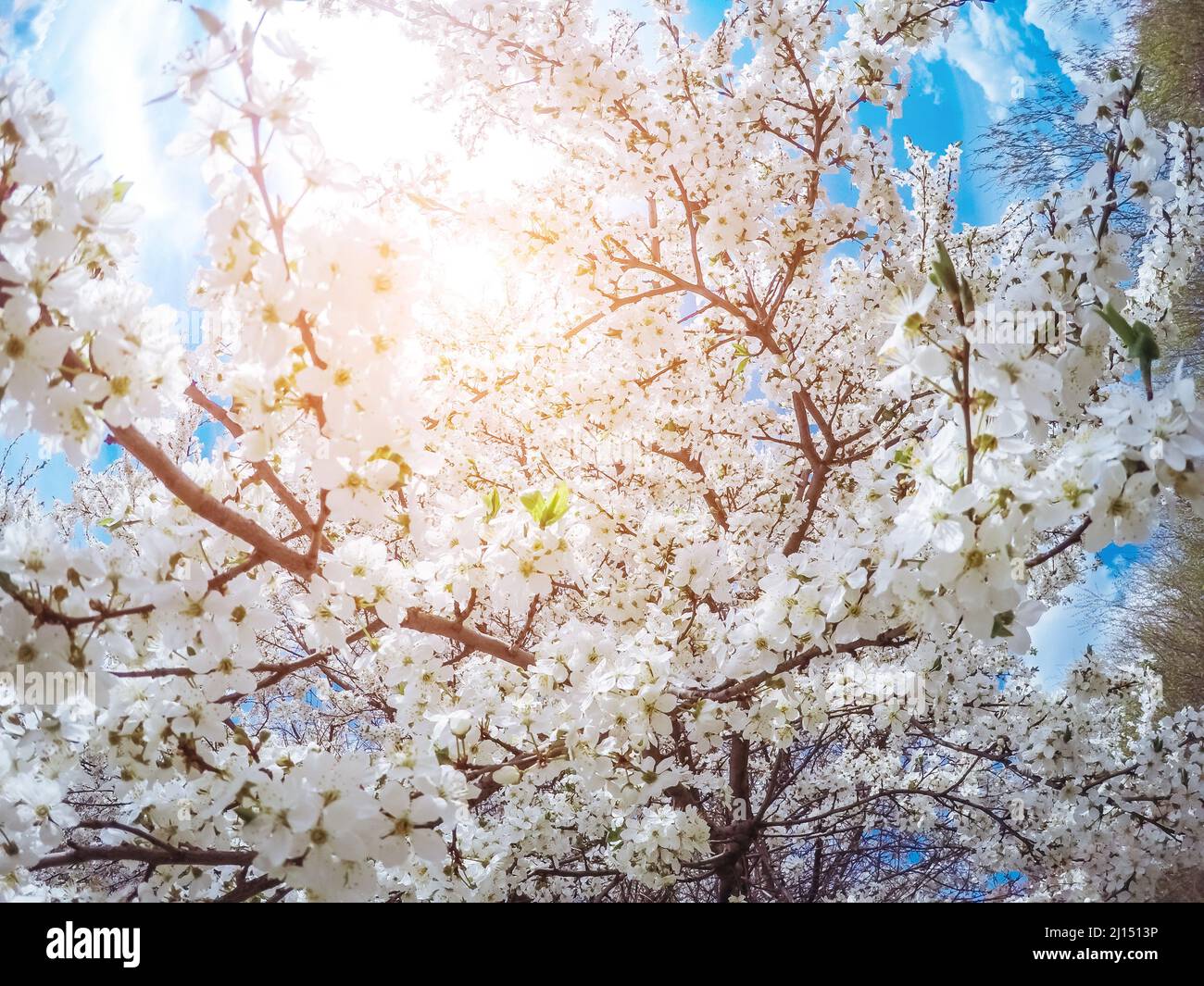 Fantastic apple orchard is illuminated by sunlight. Fruit tree in april ...