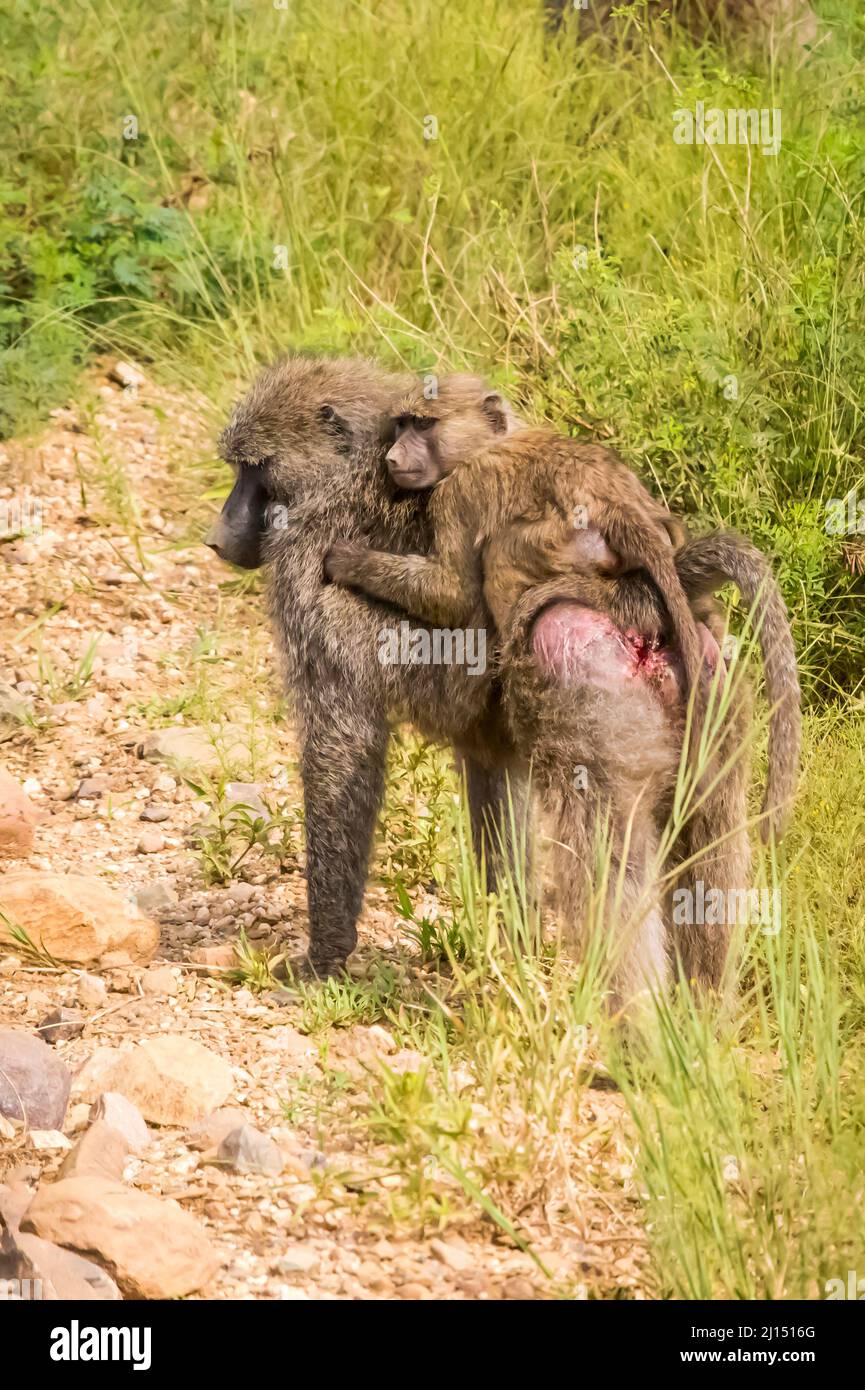 Vertical shot of a baby baboon on its mother's back in a forest Stock ...