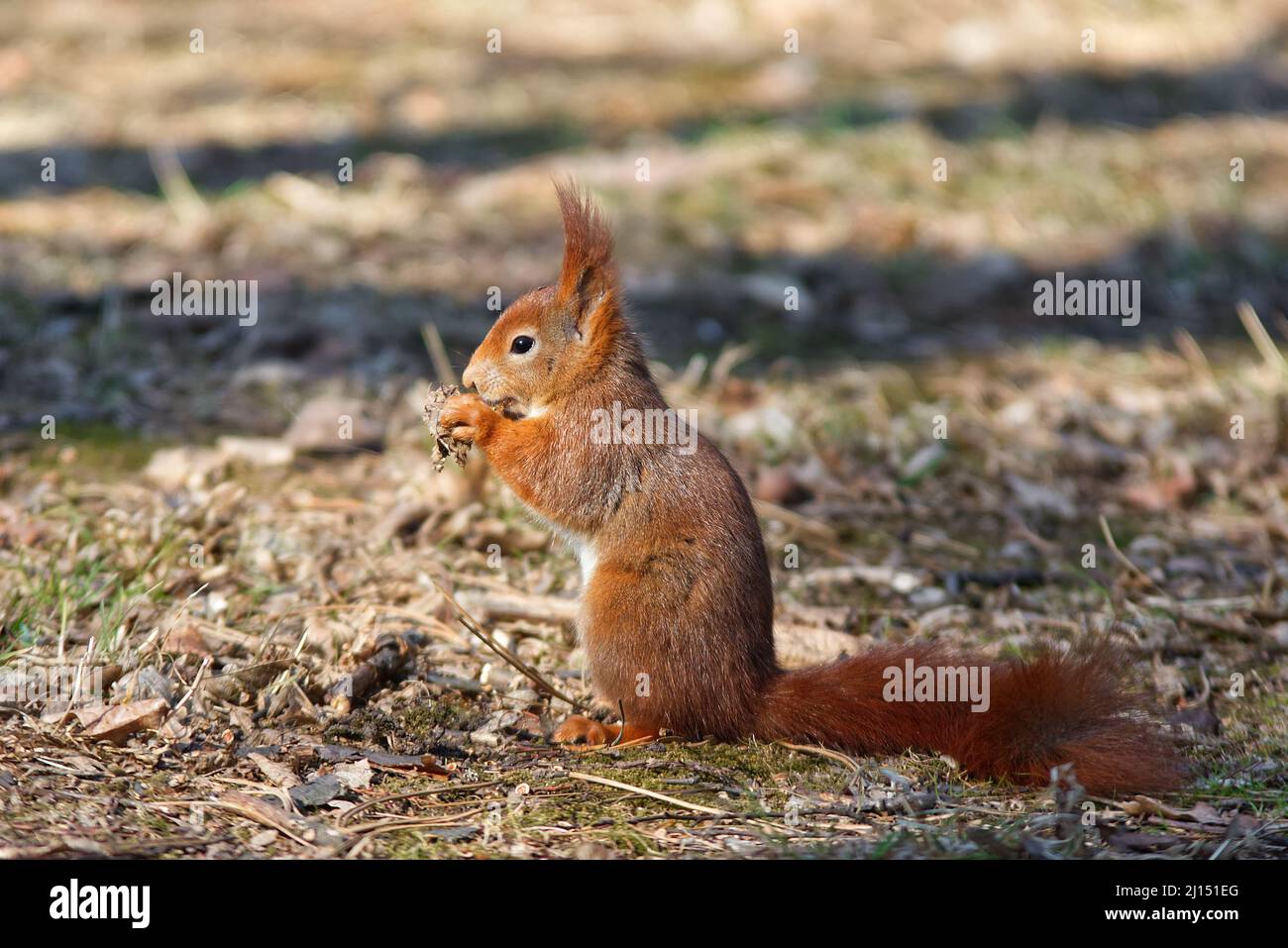 Red squirrel, Sciurus vulgaris sitting on the ground and eating acorns ...