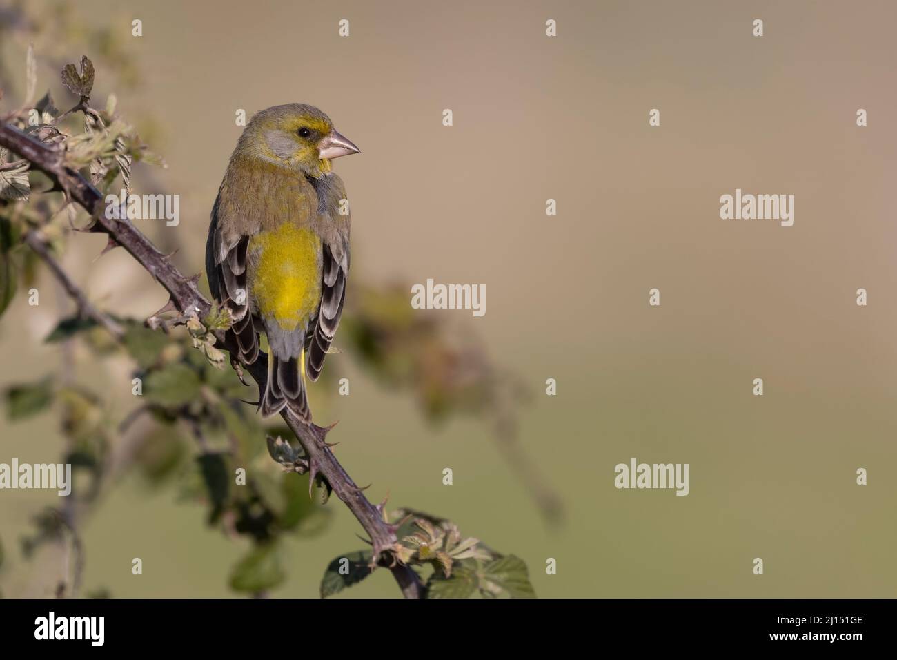 The European greenfinch or simply the greenfinch (Chloris chloris Stock ...