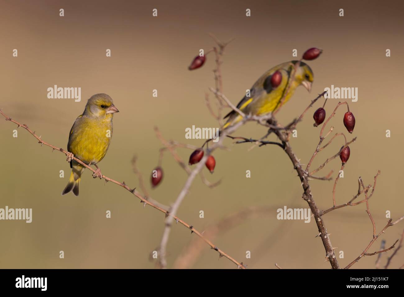 Greenfinch fauna hi-res stock photography and images - Alamy