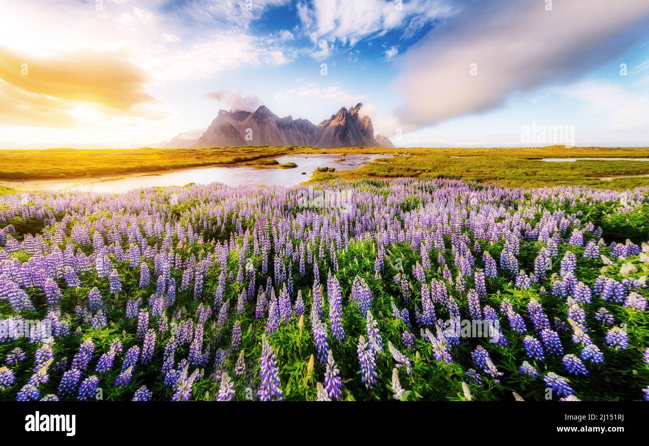 Iceland beach flowers hi-res stock photography and images - Alamy