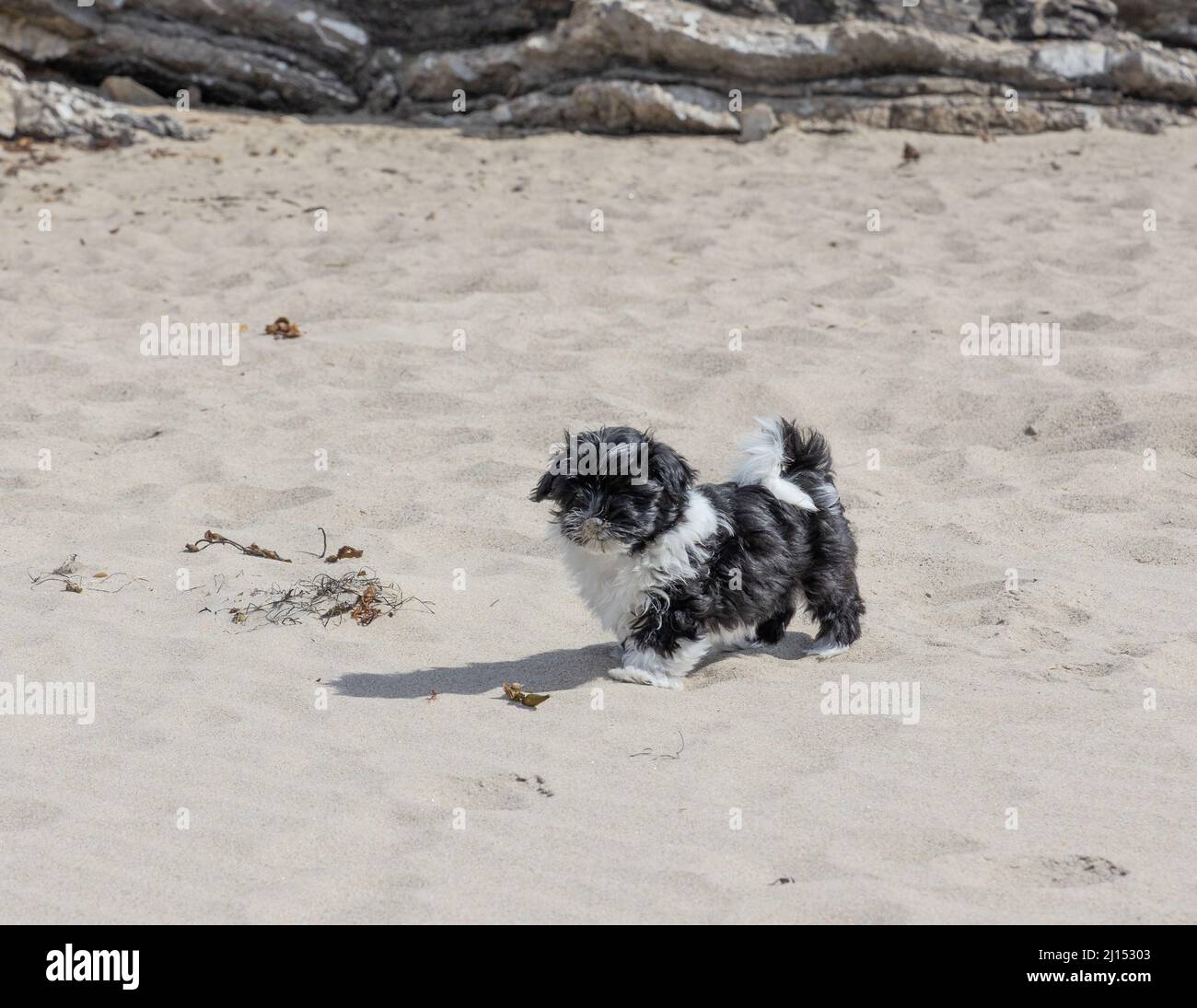 Havanese puppy playing on the beach Stock Photo - Alamy