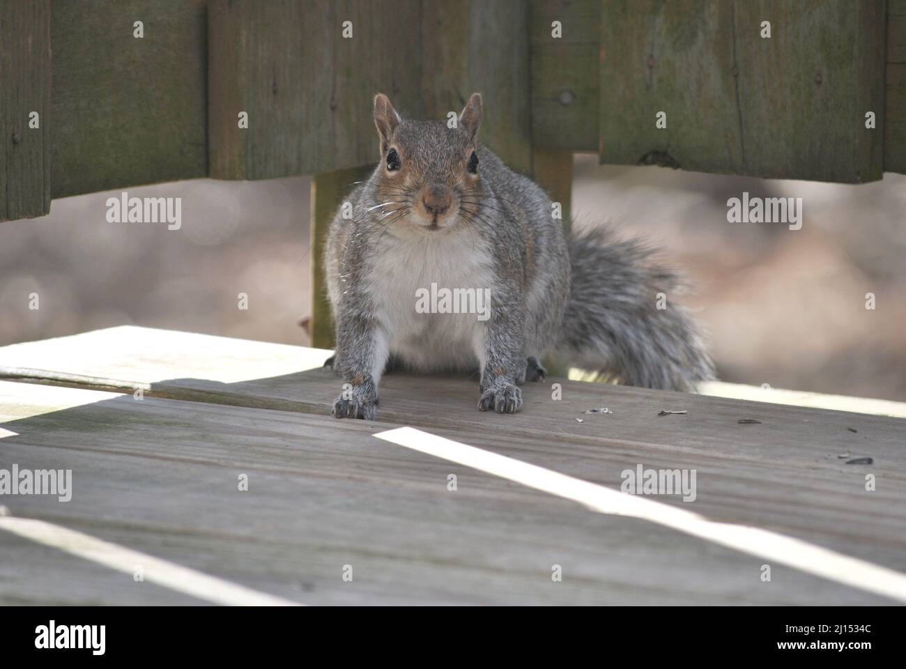 Food from animals hi-res stock photography and images - Alamy